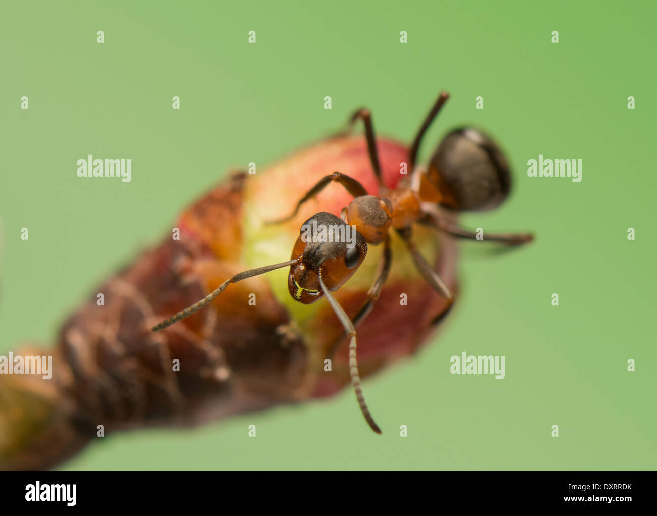 Entomology team hi-res stock photography and images - Alamy