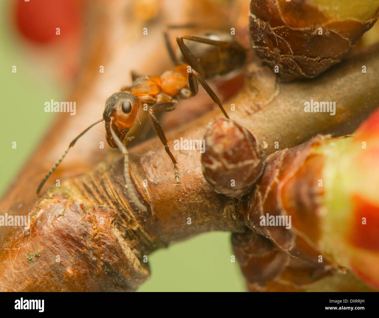 Ant insect hi-res stock photography and images - Alamy