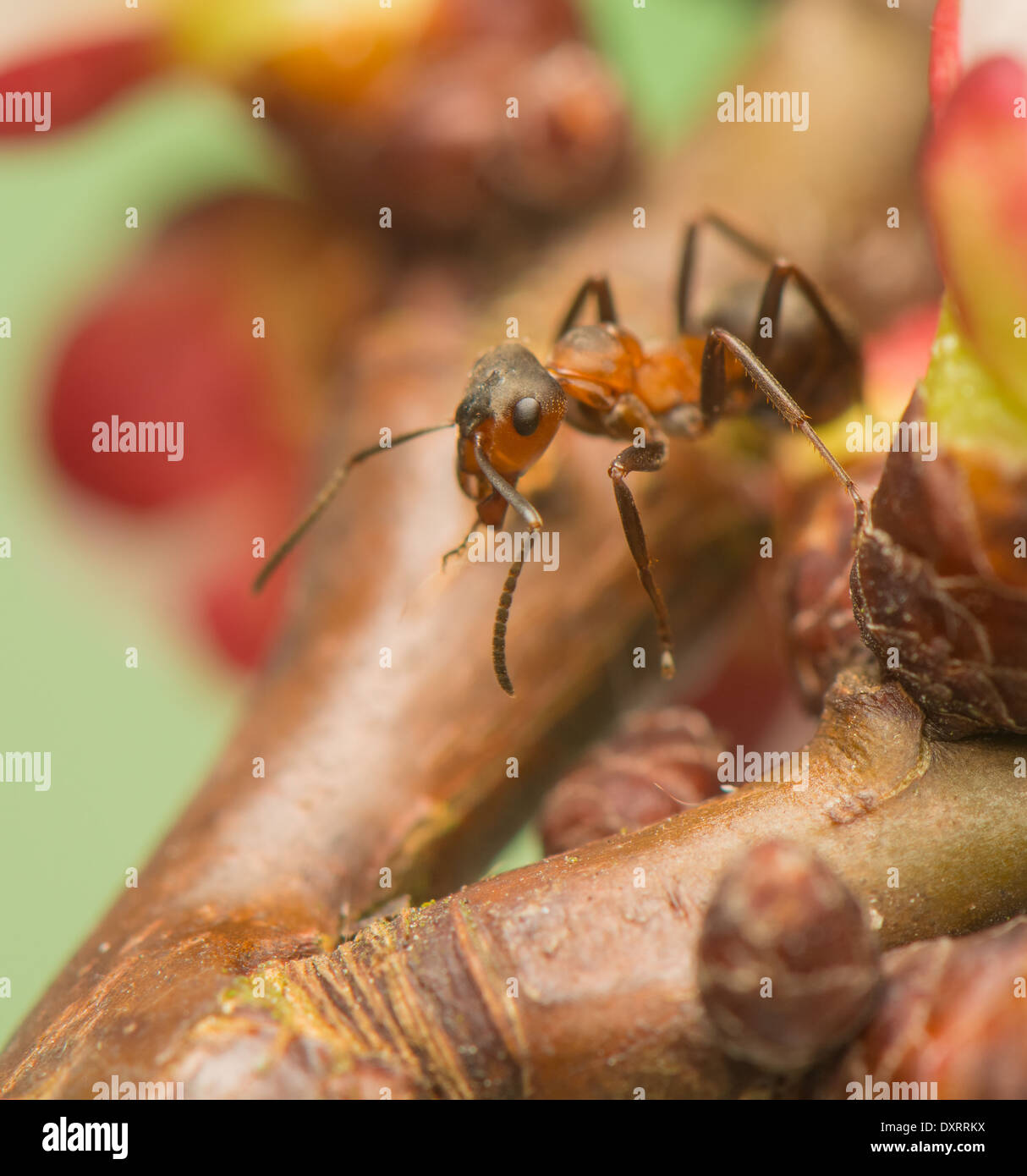 Entomology team hi-res stock photography and images - Alamy