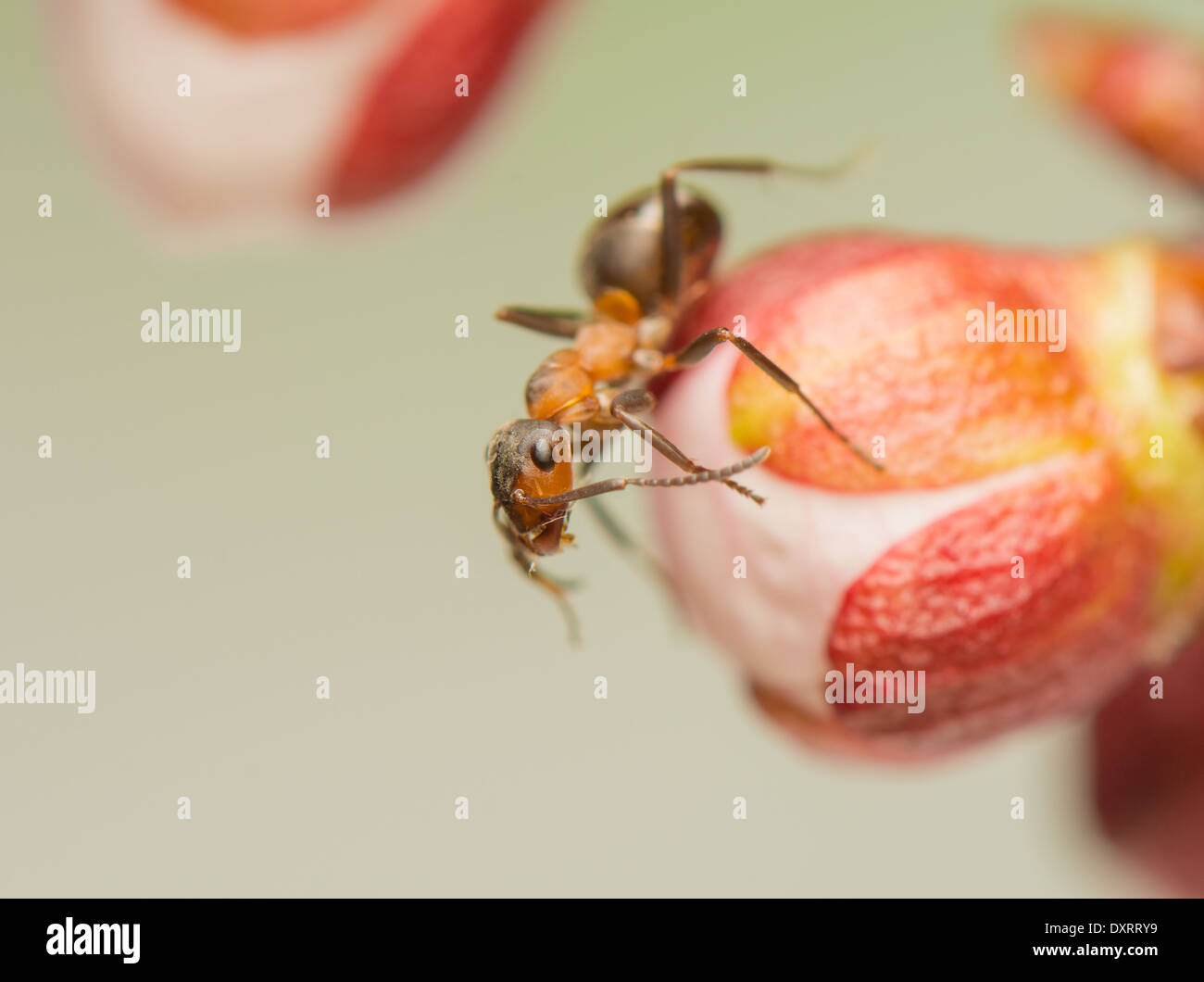 Entomology team hi-res stock photography and images - Alamy