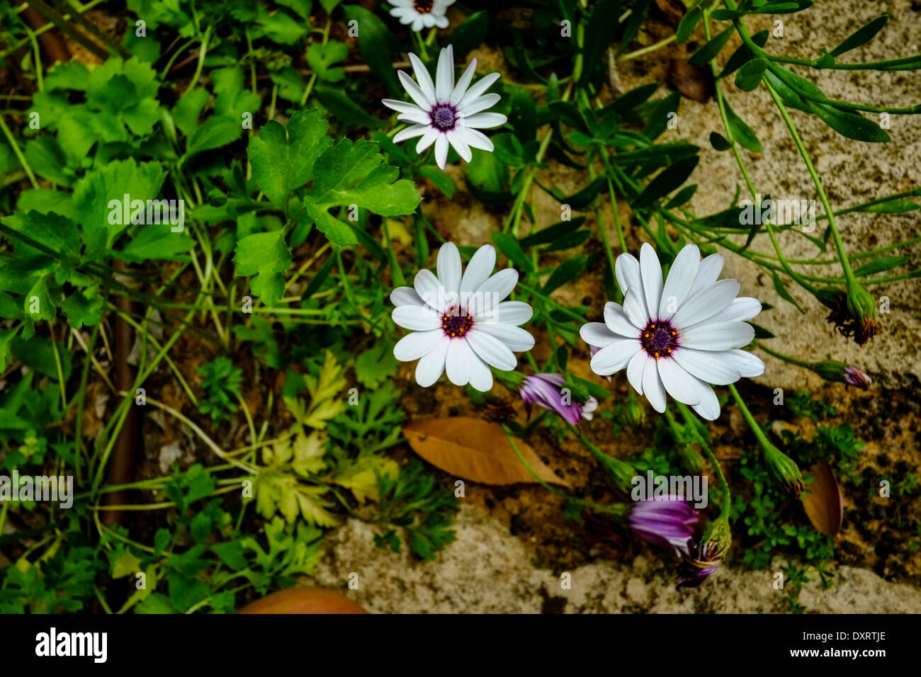 Osteospermum ecklonis hi-res stock photography and images - Alamy