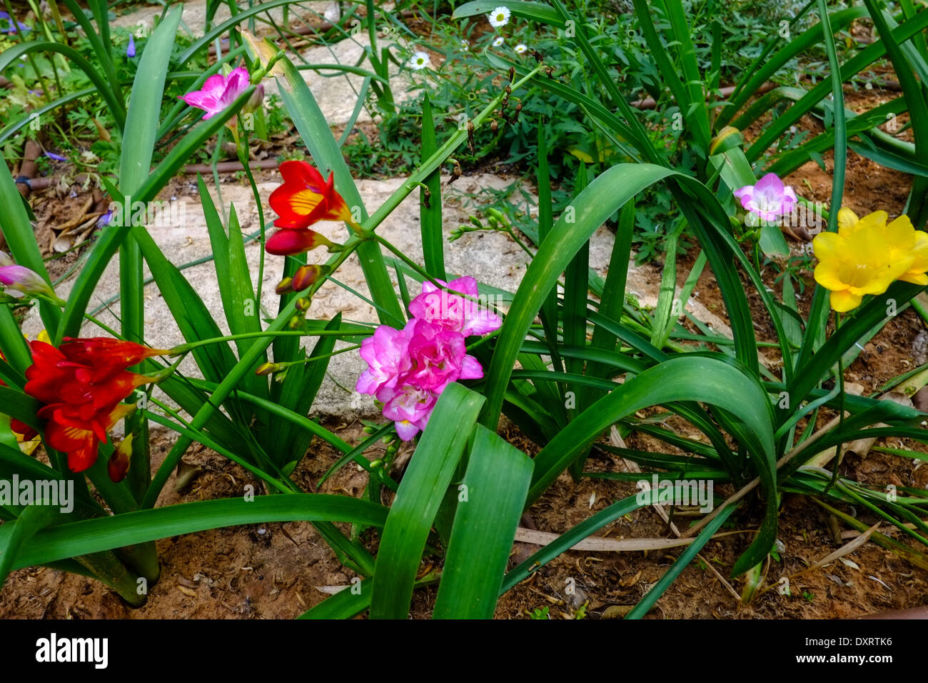 Spring time, Frenzy flowers, colorful time Stock Photo - Alamy