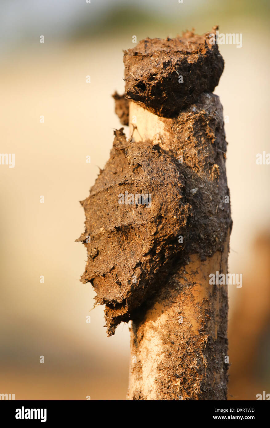 Dried cow dung for cheap fuel Stock Photo - Alamy