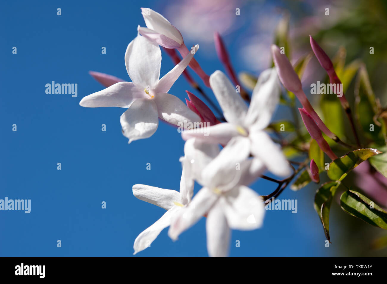 White jasmin flower hi-res stock photography and images - Alamy