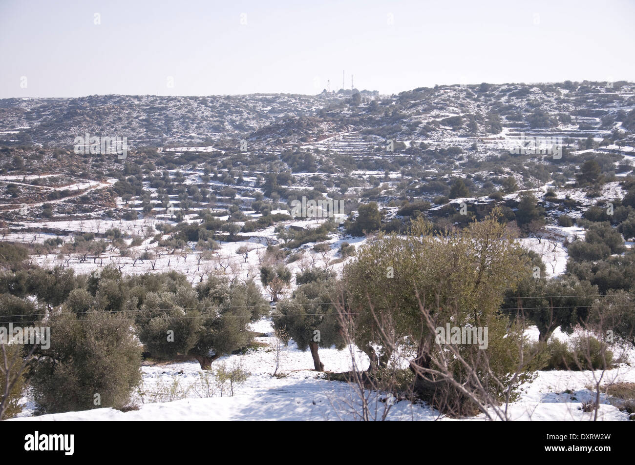 Olive tree field covered by snow Stock Photo - Alamy