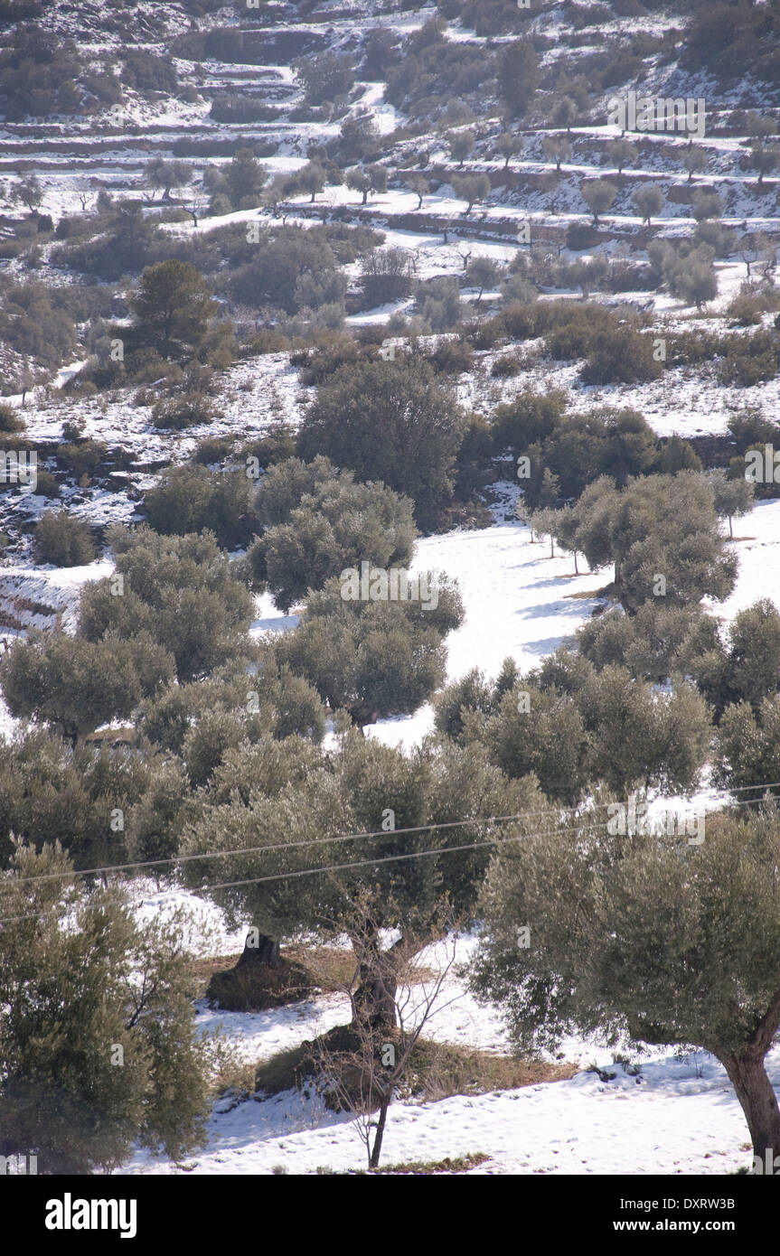 Snowed olive tree fields Stock Photo - Alamy
