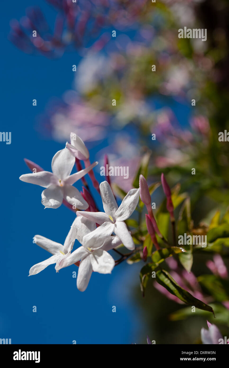 White jasmin flower hi-res stock photography and images - Alamy
