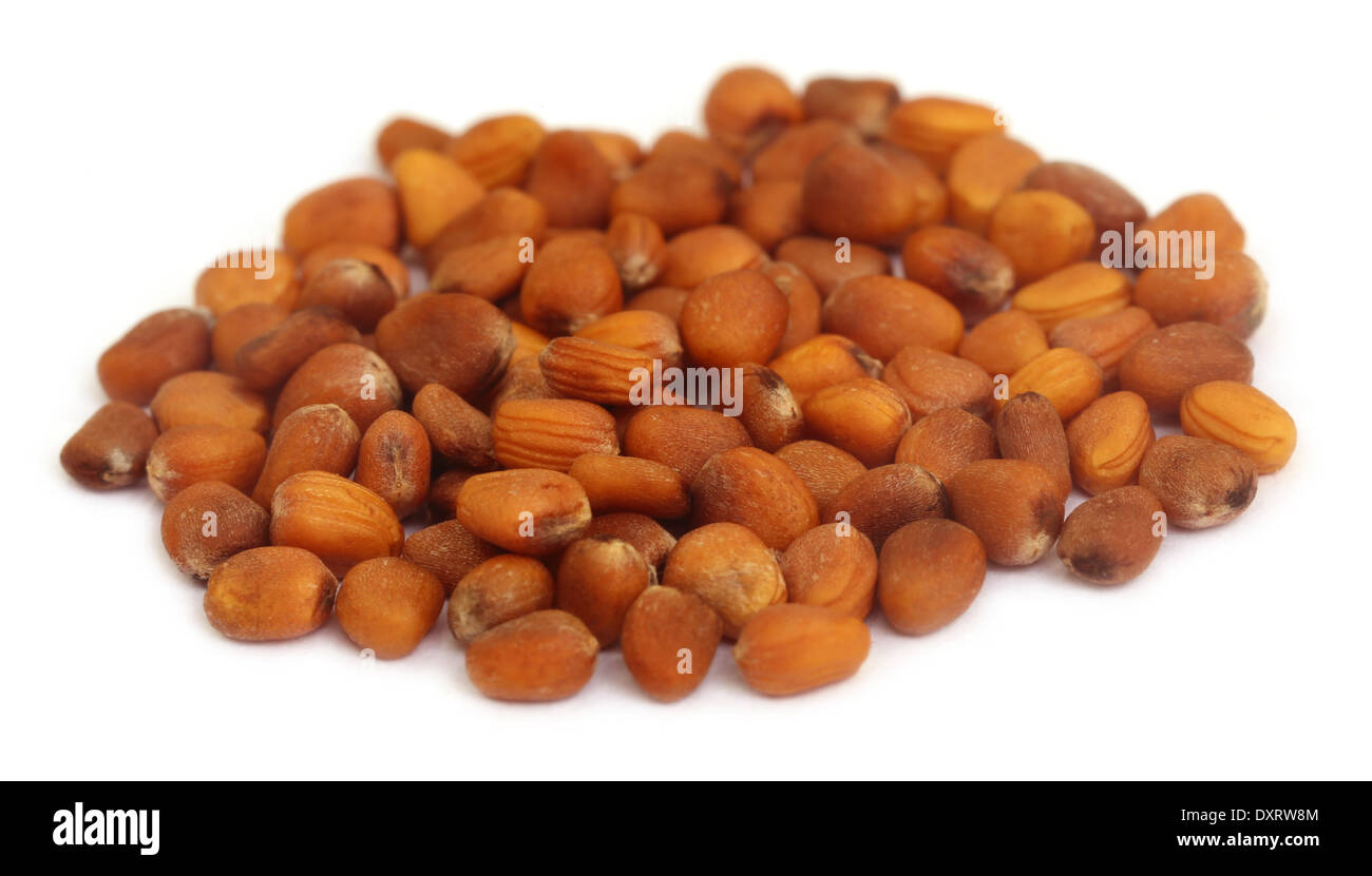 Radish seeds over white background Stock Photo - Alamy