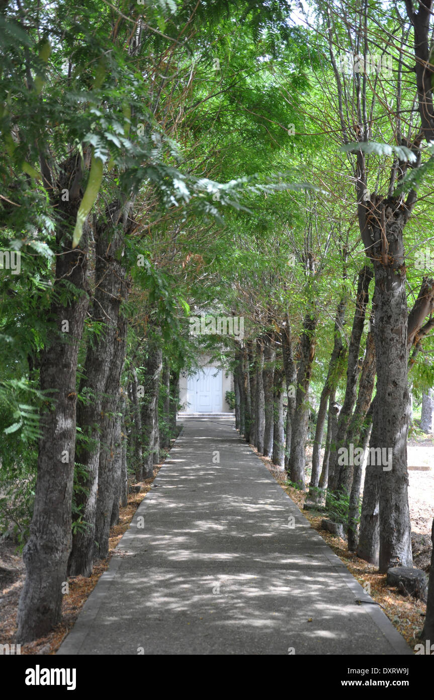 Trees at both sides of the entrance of a house Stock Photo - Alamy