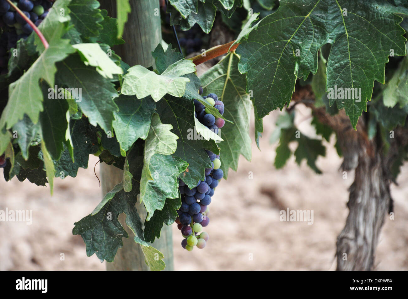 Grapes in a grapevine Stock Photo - Alamy