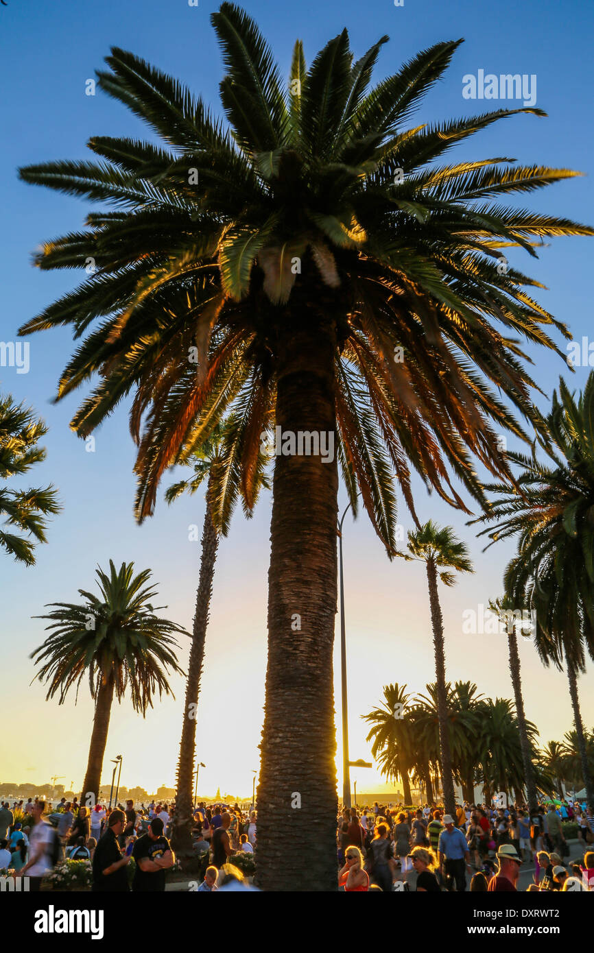 Australian Date palm Stock Photo - Alamy
