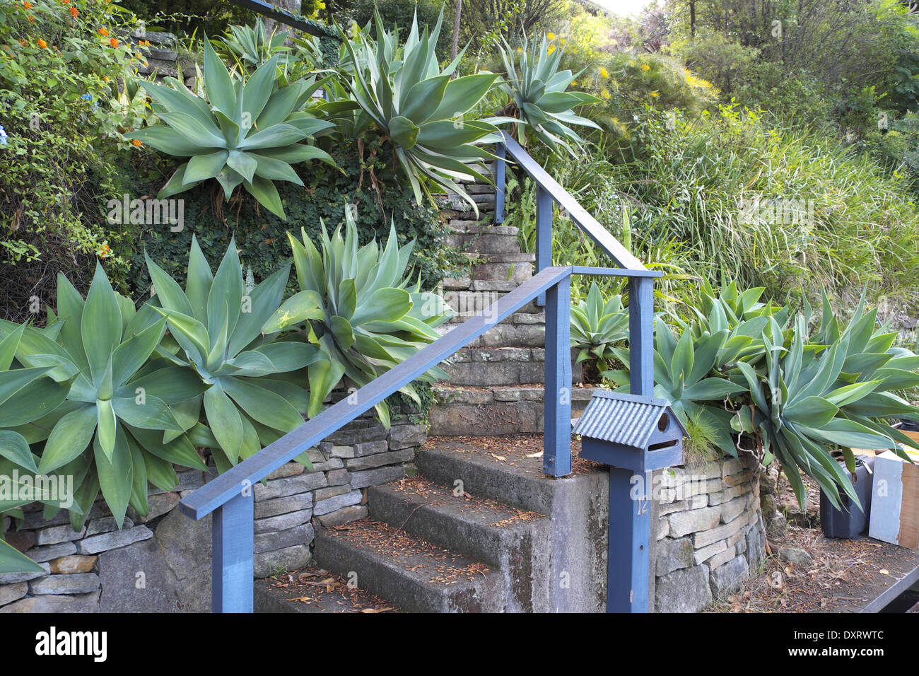 entrance steps to a property on sydney's northern beaches Stock Photo ...