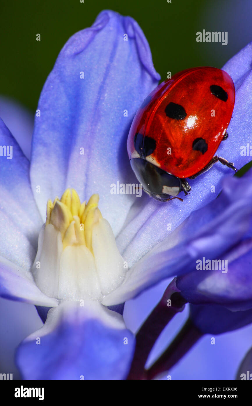 Colorful ladybirds hi-res stock photography and images - Alamy