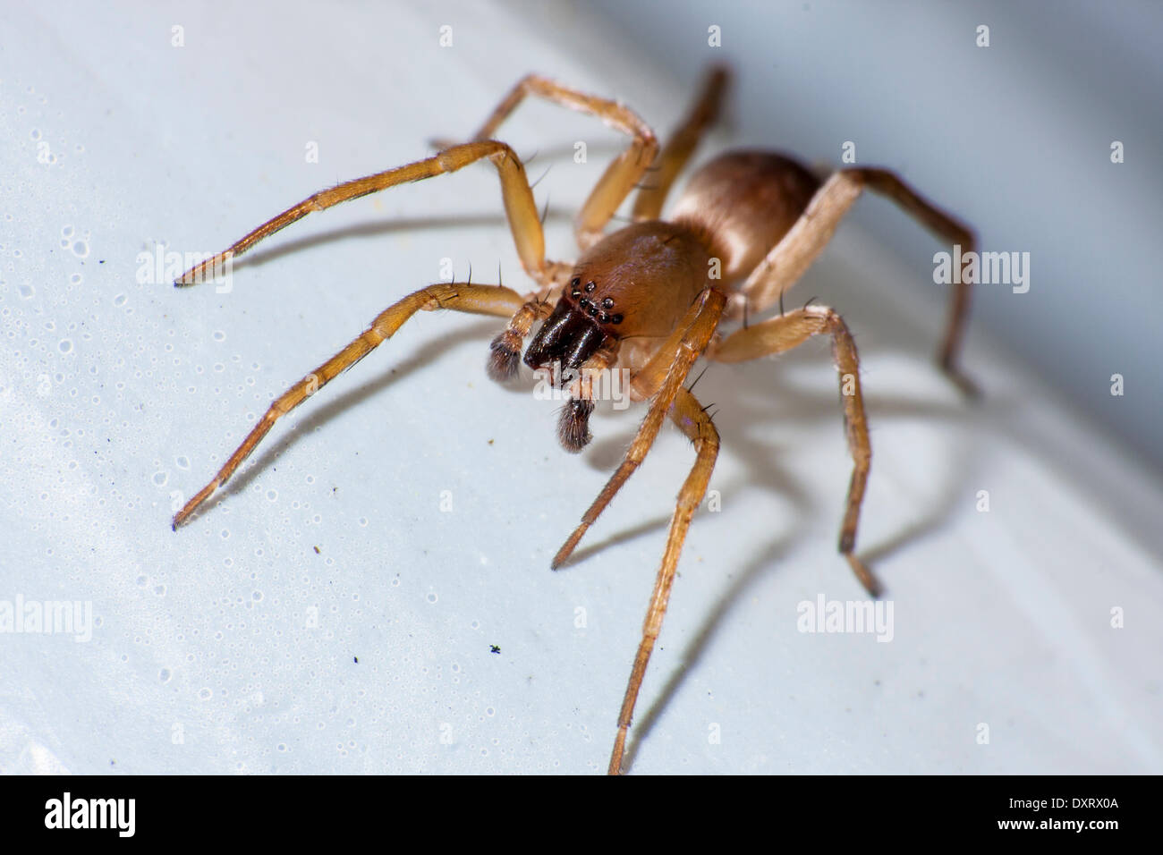 Long legs spiders hi-res stock photography and images - Alamy