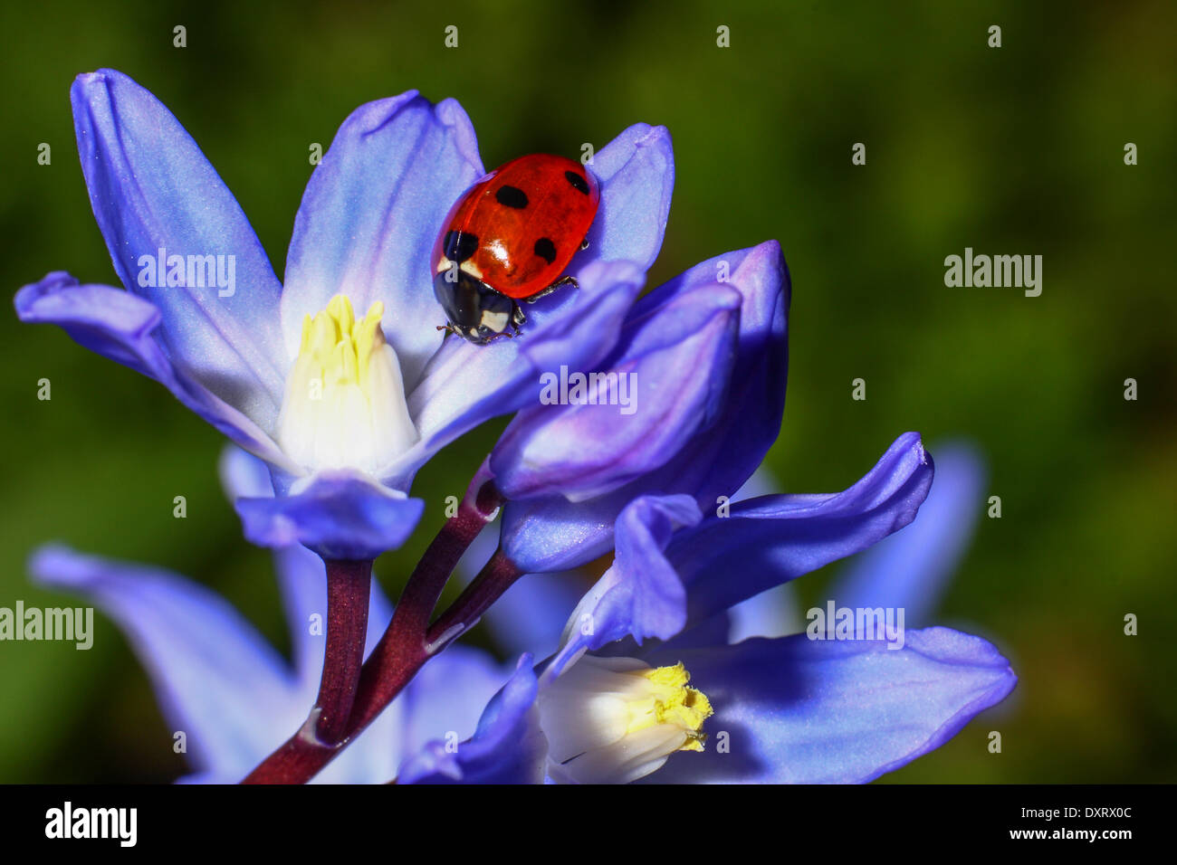 Ladybird on flower hi-res stock photography and images - Alamy