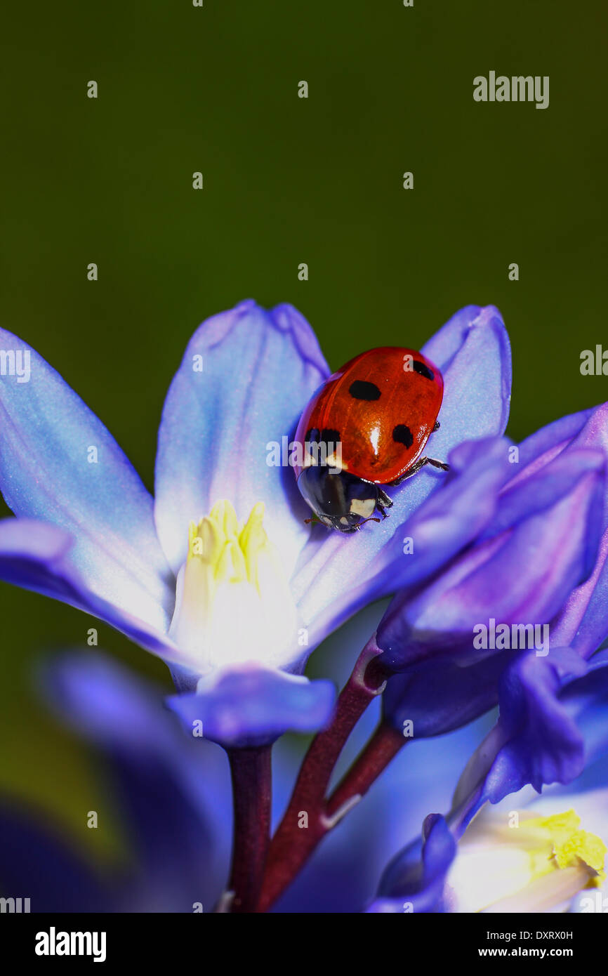Ladybird on flower hi-res stock photography and images - Alamy