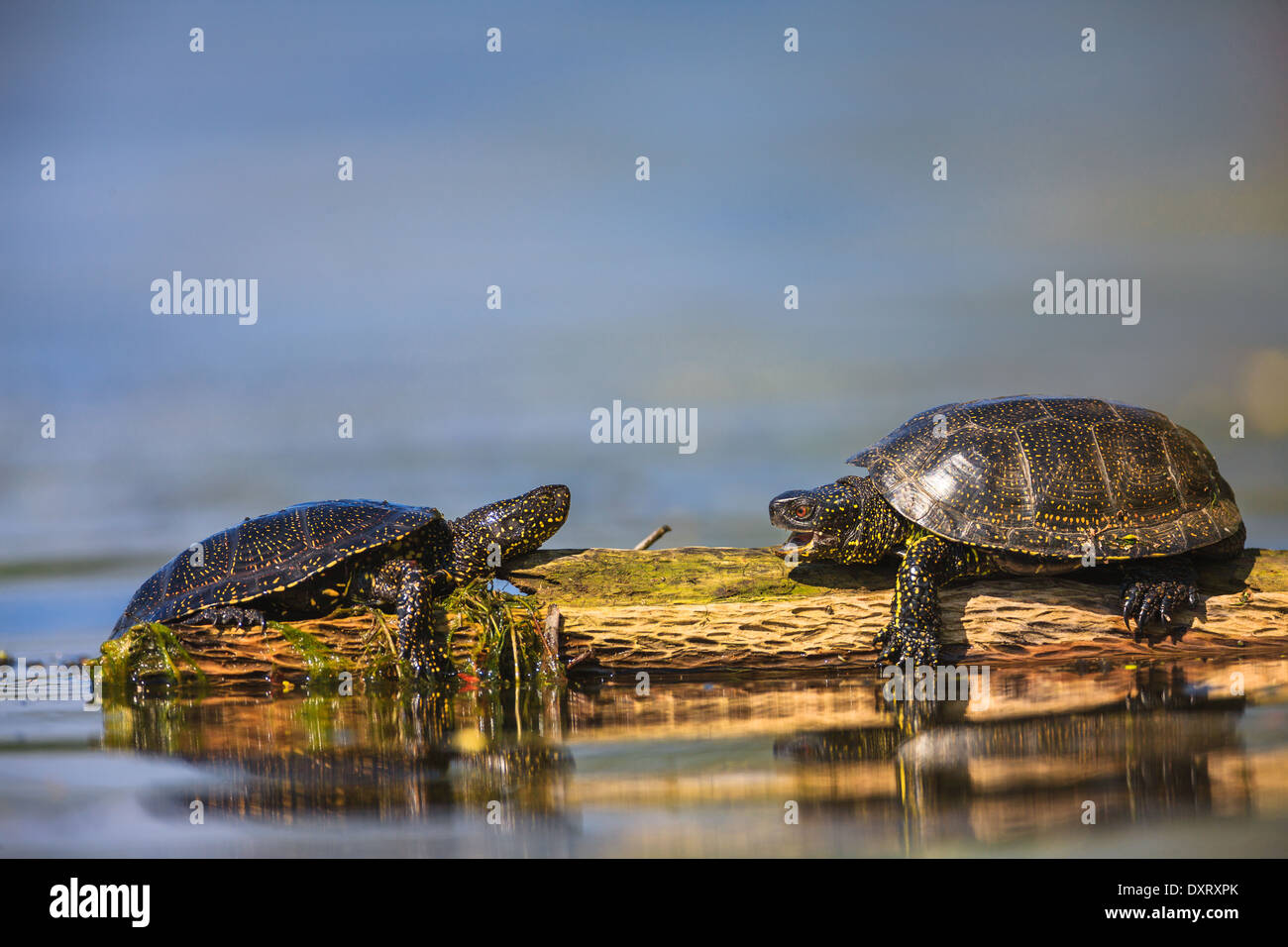 European pond turtles (Emys orbicularis Stock Photo - Alamy
