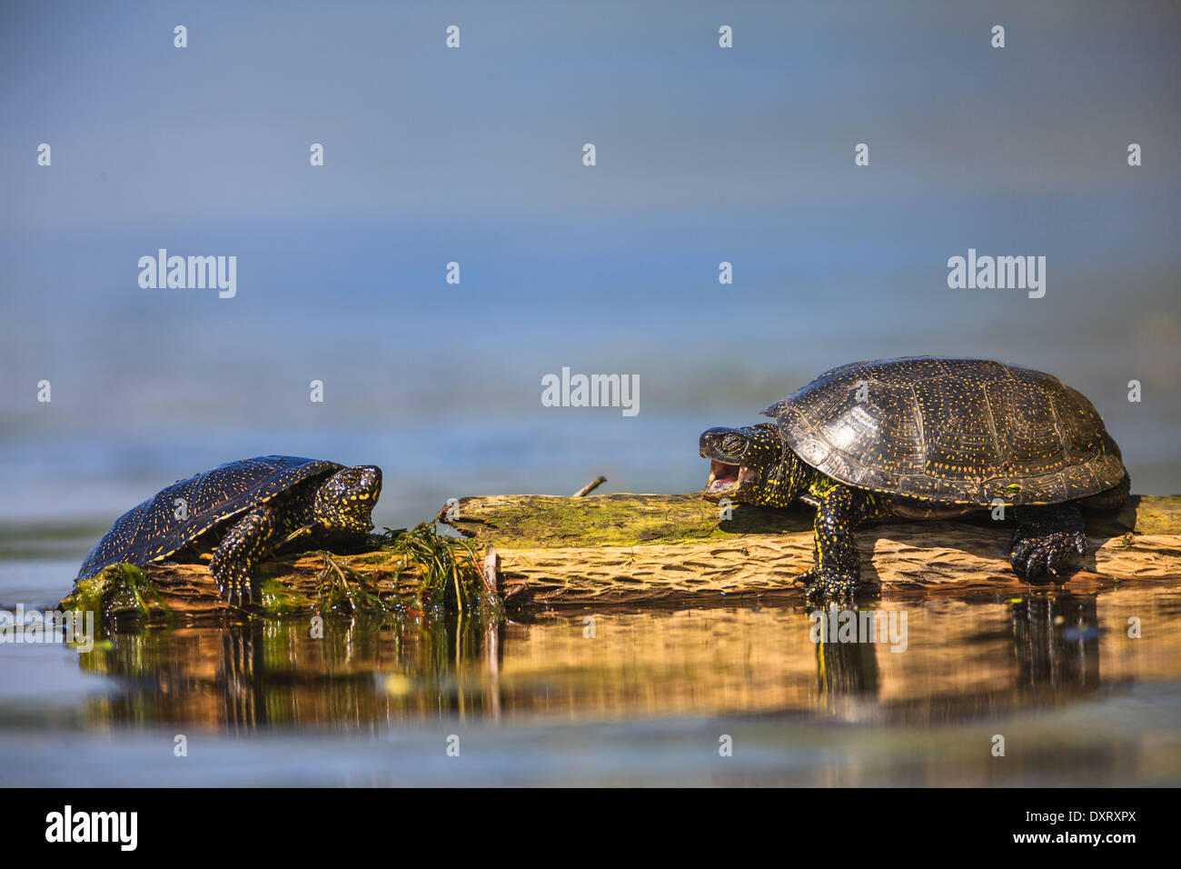 Eastern mud turtles hi-res stock photography and images - Alamy