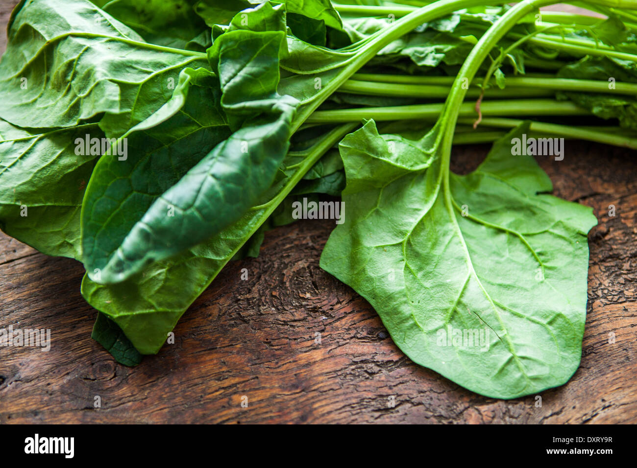 Grown leaves hi-res stock photography and images - Alamy