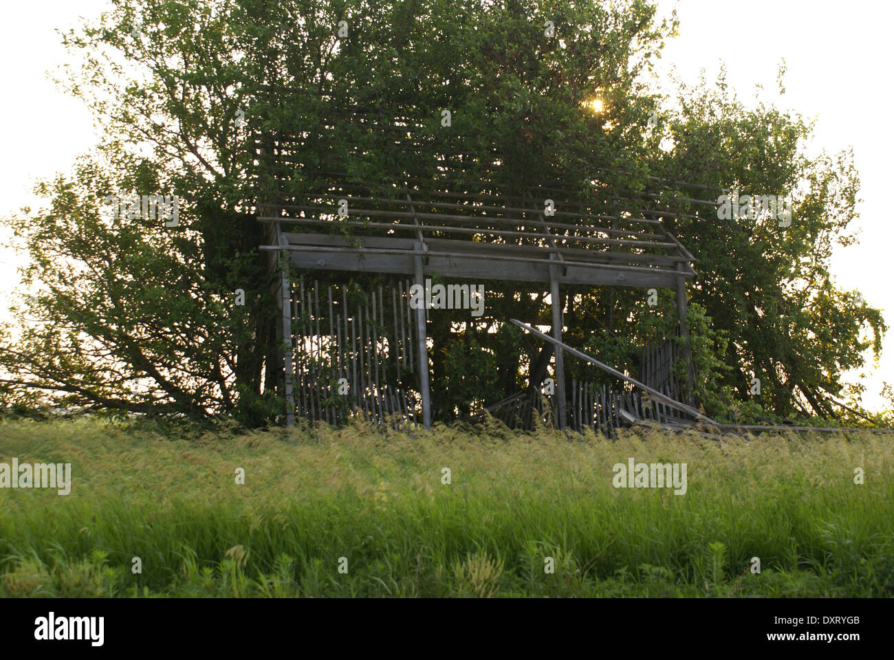Old abandoned corn crib with trees growing up through it Stock Photo ...
