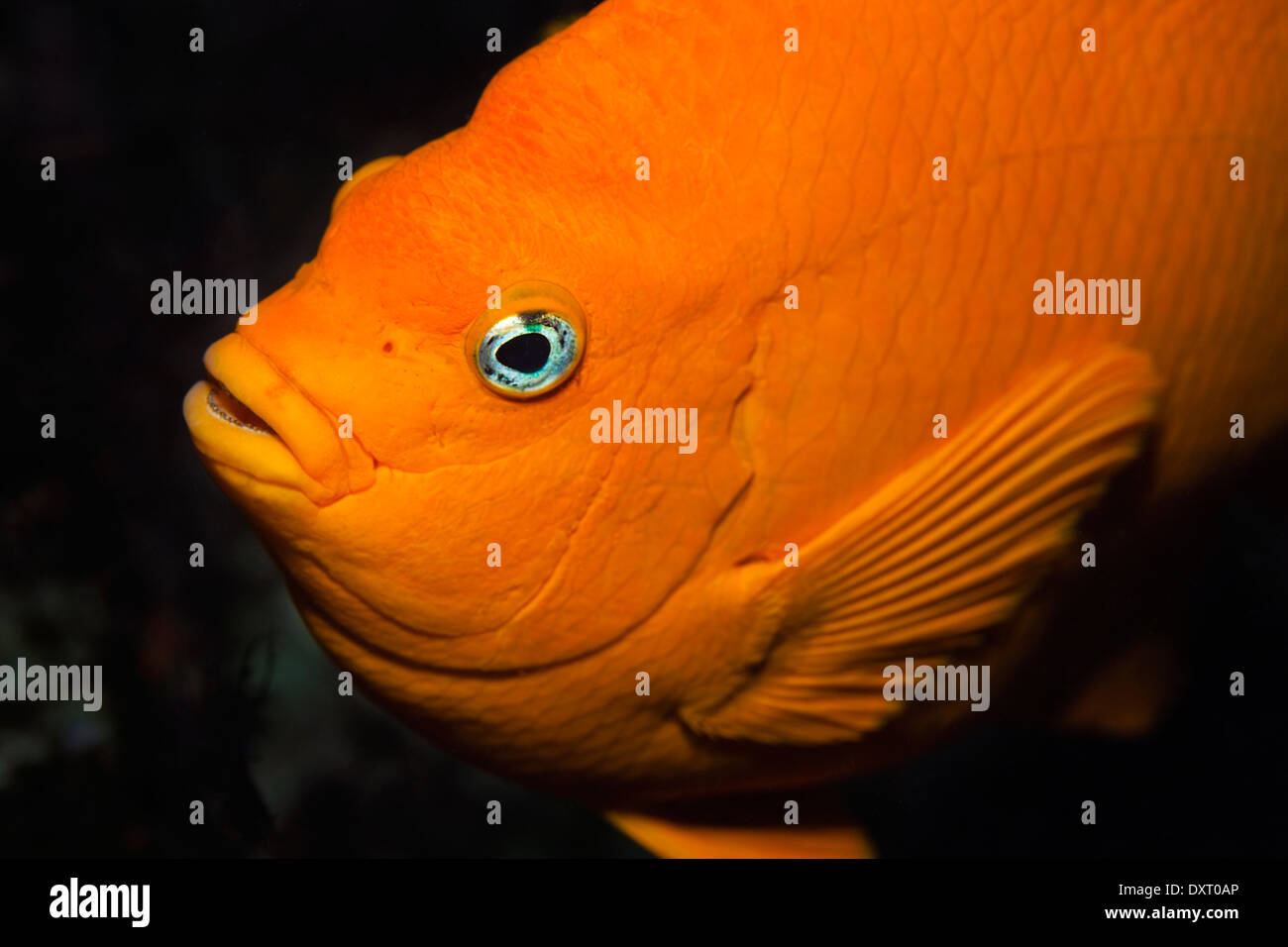 Mexico red fish san benito pacific hi-res stock photography and images ...