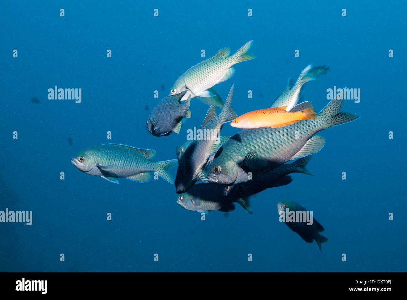 Blacksmith Damselfish, Chromis punctipinnis, San Benito Island, Mexico ...