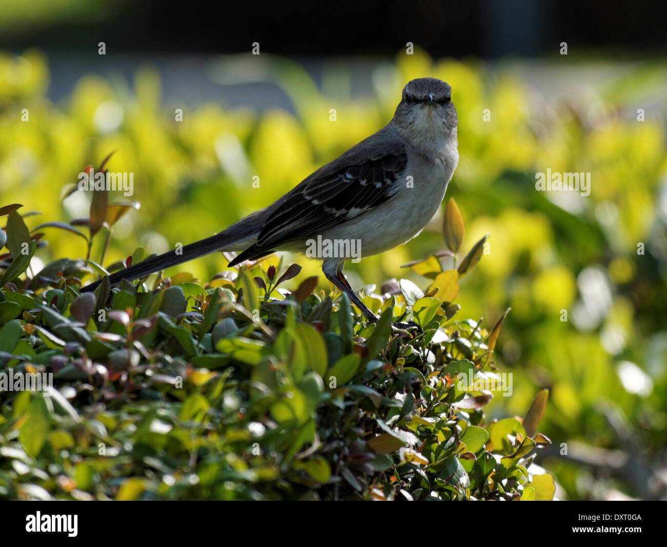 Northern Mockingbird staring straight into camera Stock Photo - Alamy