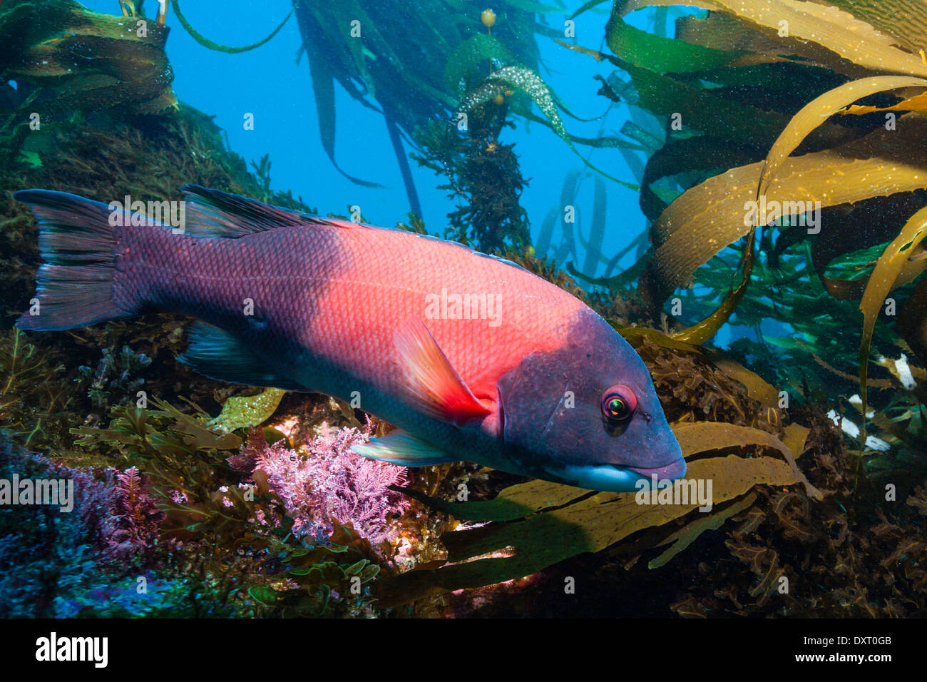 California Sheephead Wrasse, Semicossyphus pulcher, San Benito Island ...