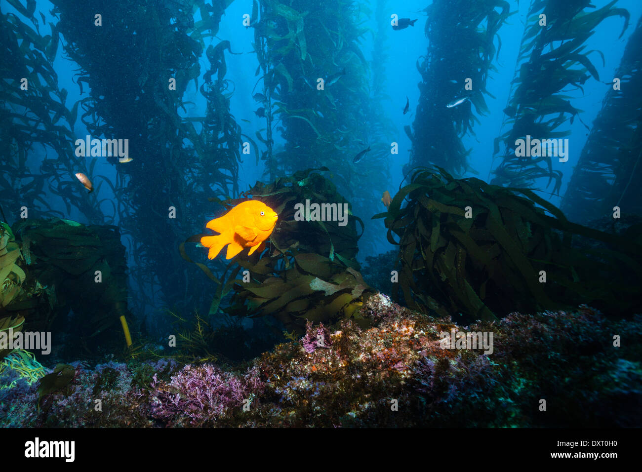 Mexico red fish san benito pacific High Resolution Stock Photography ...