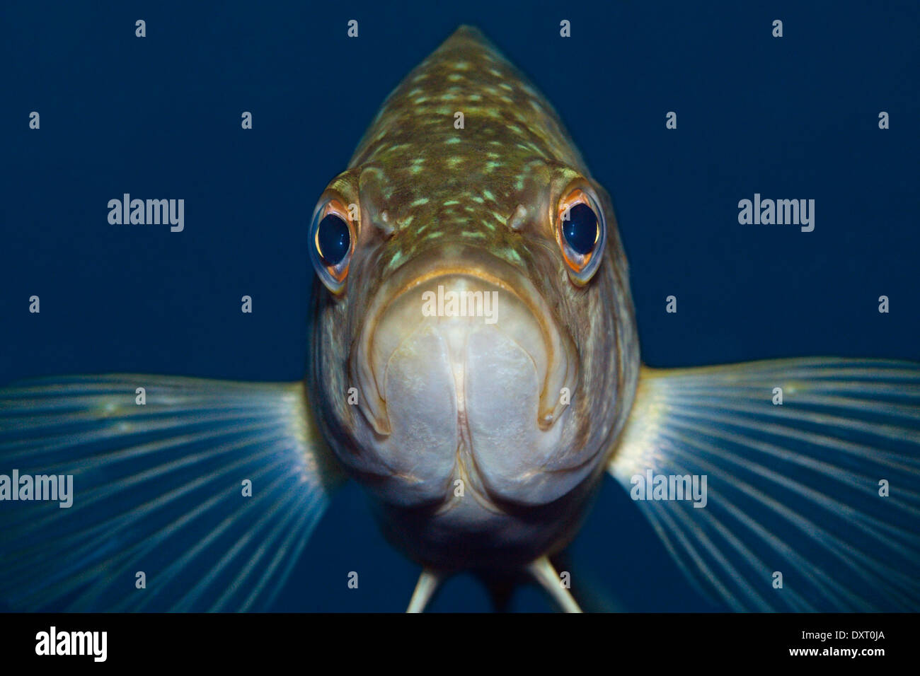 Calico fish hi-res stock photography and images - Alamy
