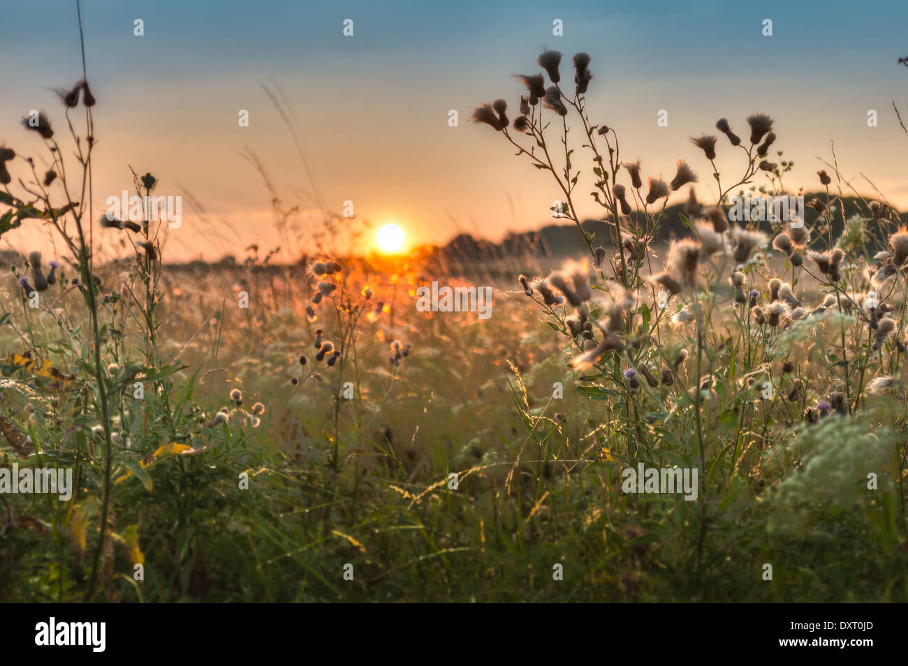 atmosferic sunset over the field with weed Stock Photo - Alamy