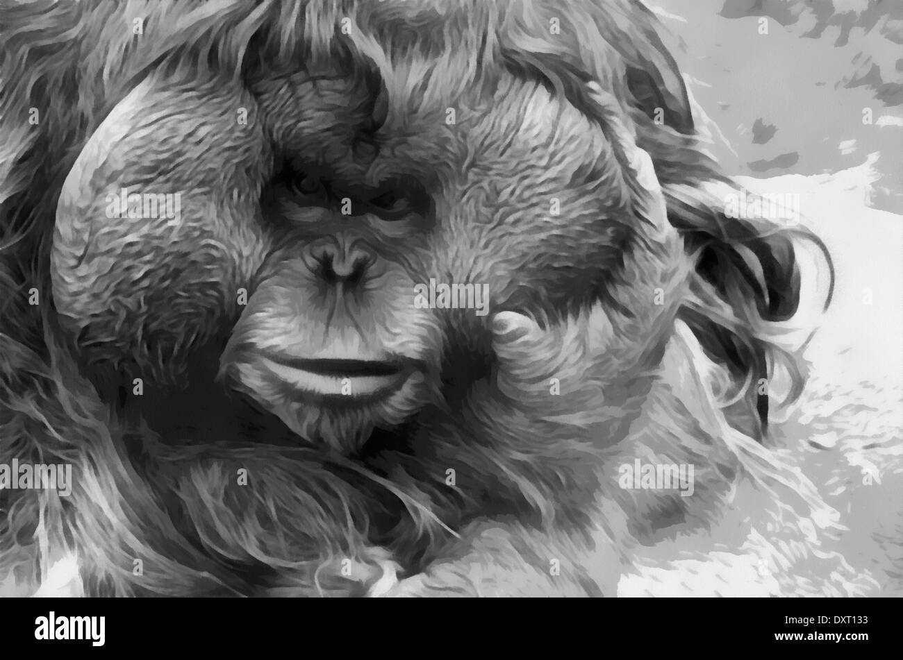 Pongo genus hi-res stock photography and images - Alamy