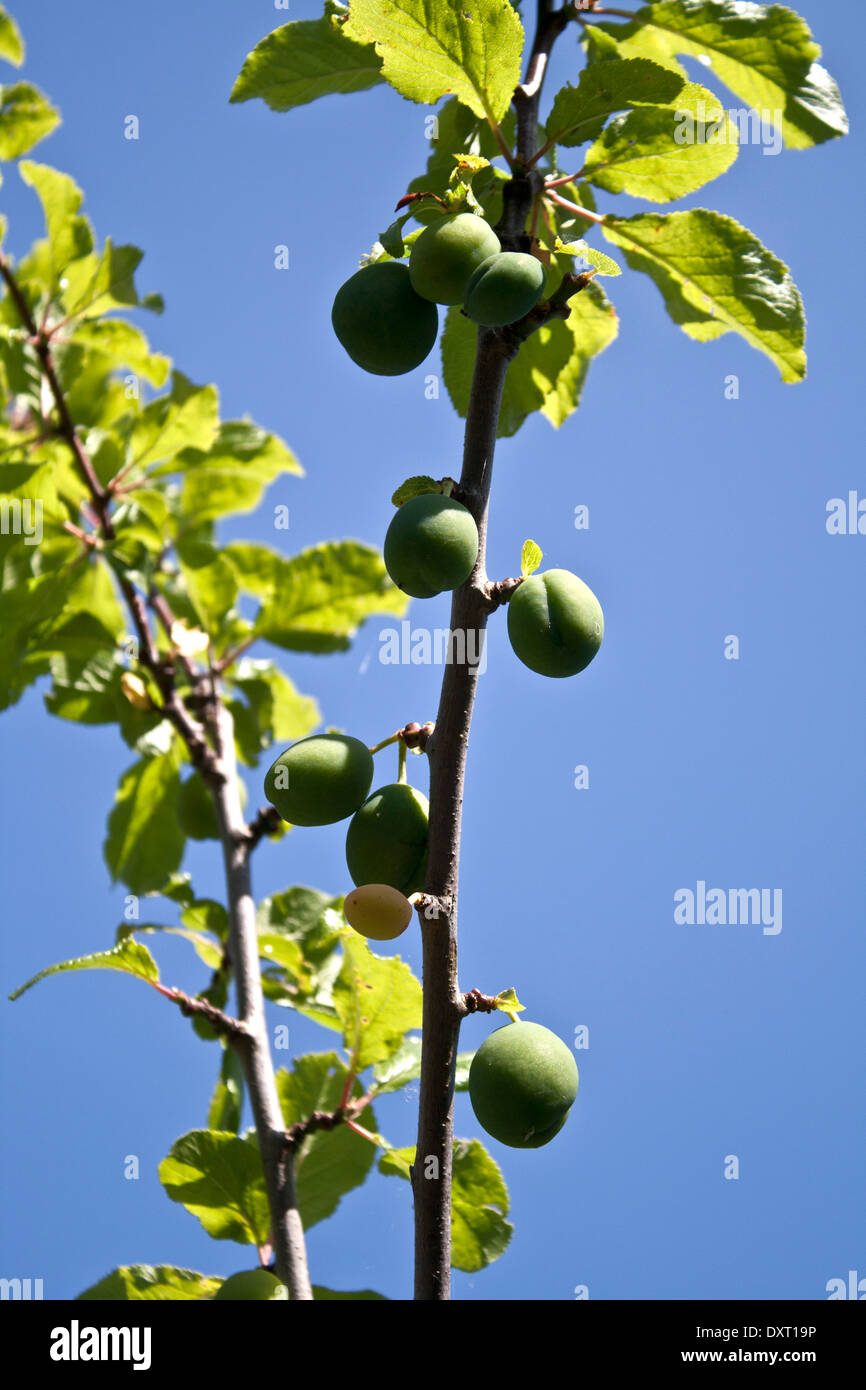 A plumb tree Stock Photo - Alamy