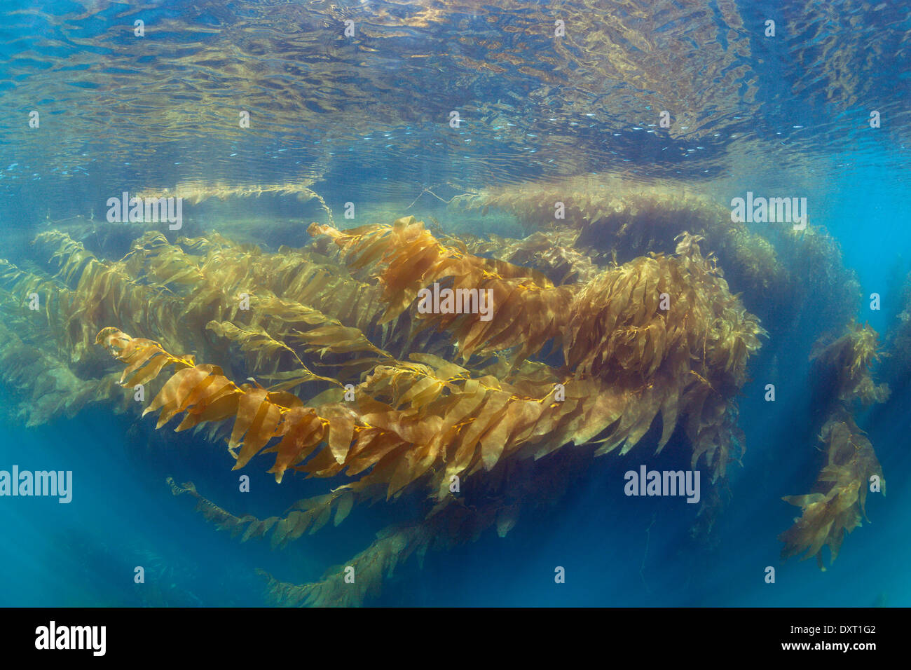 Kelp Forest Top View