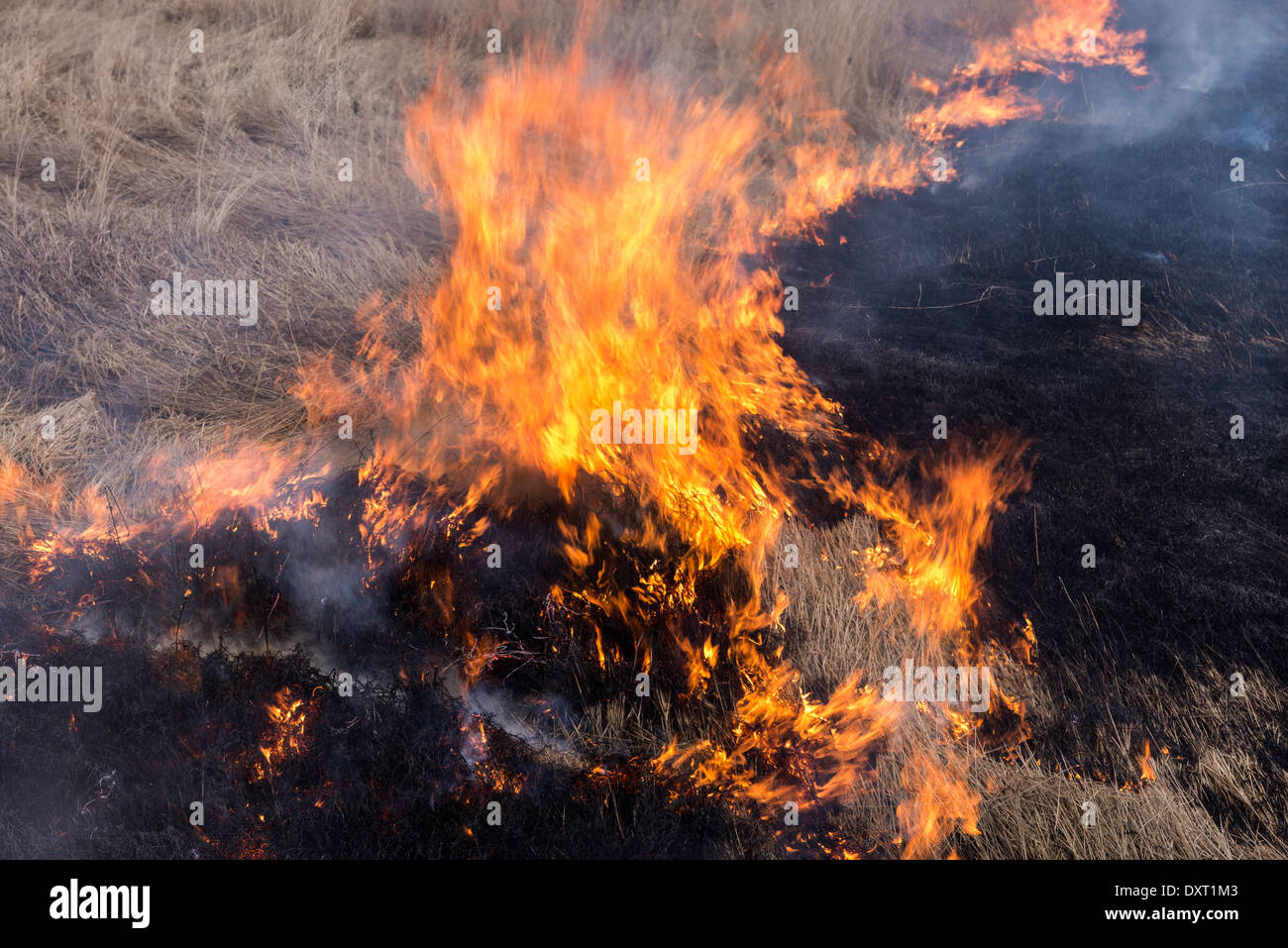 Grass fire burning hi-res stock photography and images - Alamy