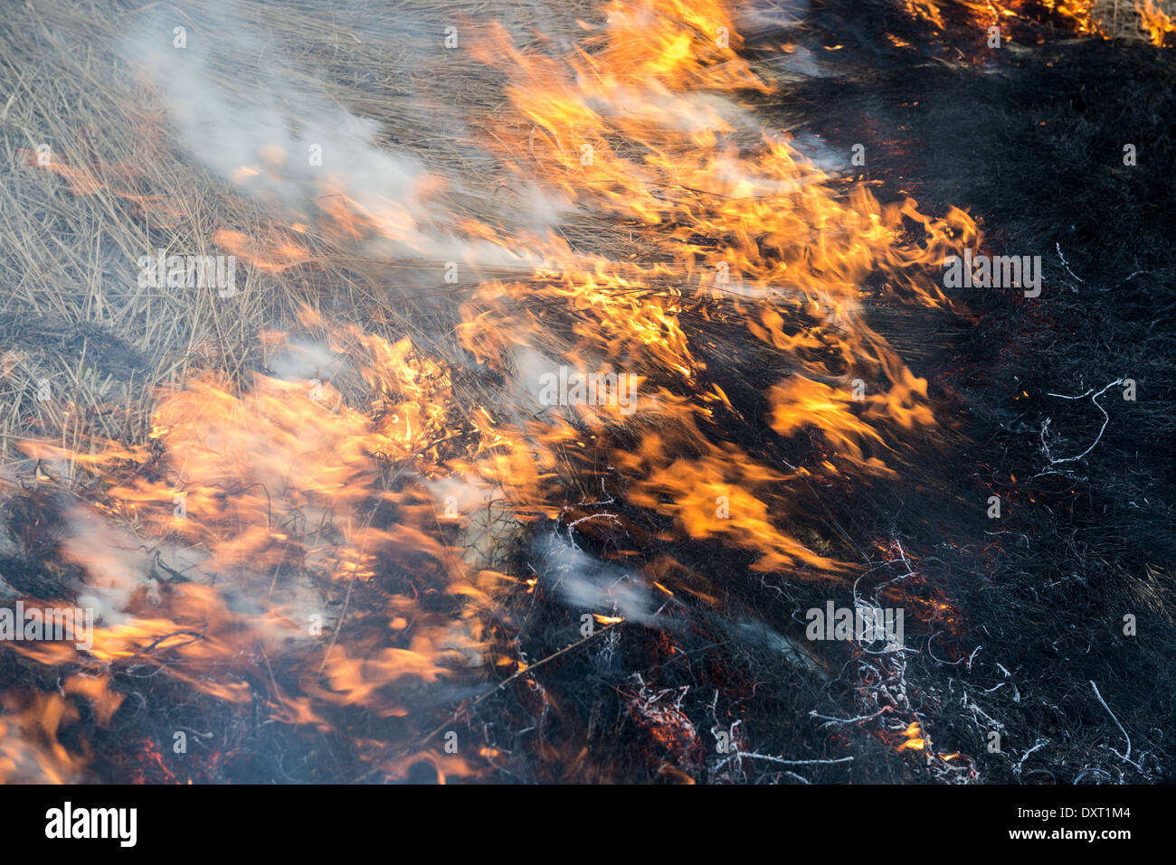Old grass fire hi-res stock photography and images - Alamy
