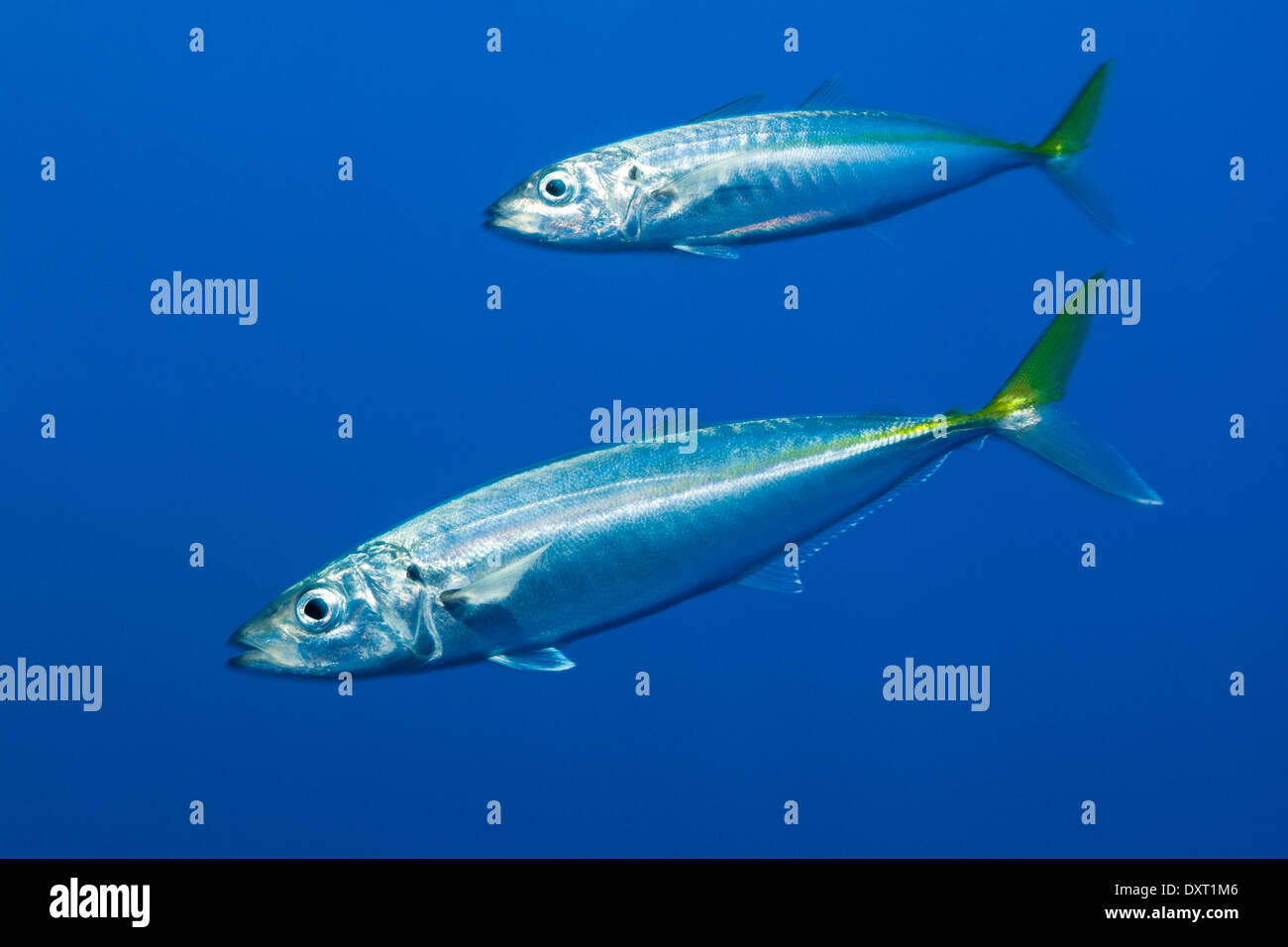 Pacific Jack Mackerels, Trachurus symmetricus, Guadalupe Island, Mexico ...