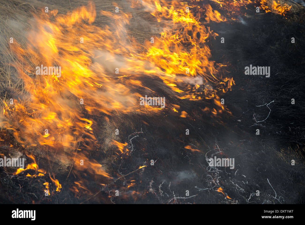 Fire in grass hi-res stock photography and images - Alamy