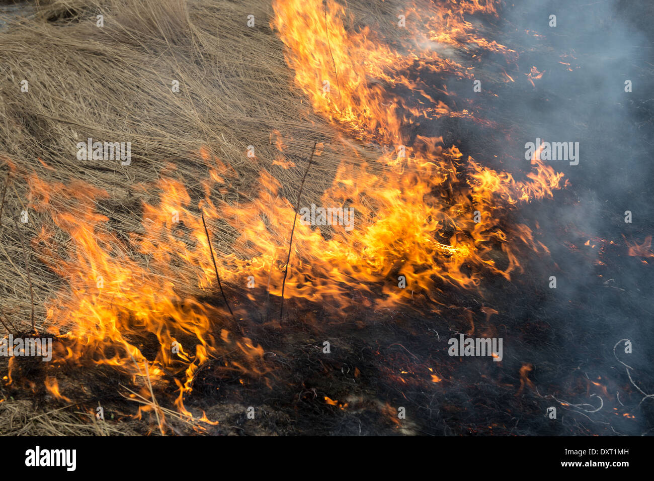 Burning grass hi-res stock photography and images - Alamy