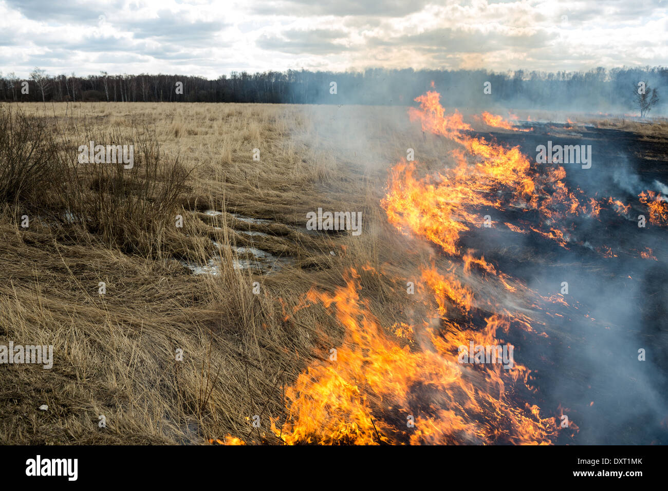 Fire. midland Europe. old grass burning in a field near the forest ...