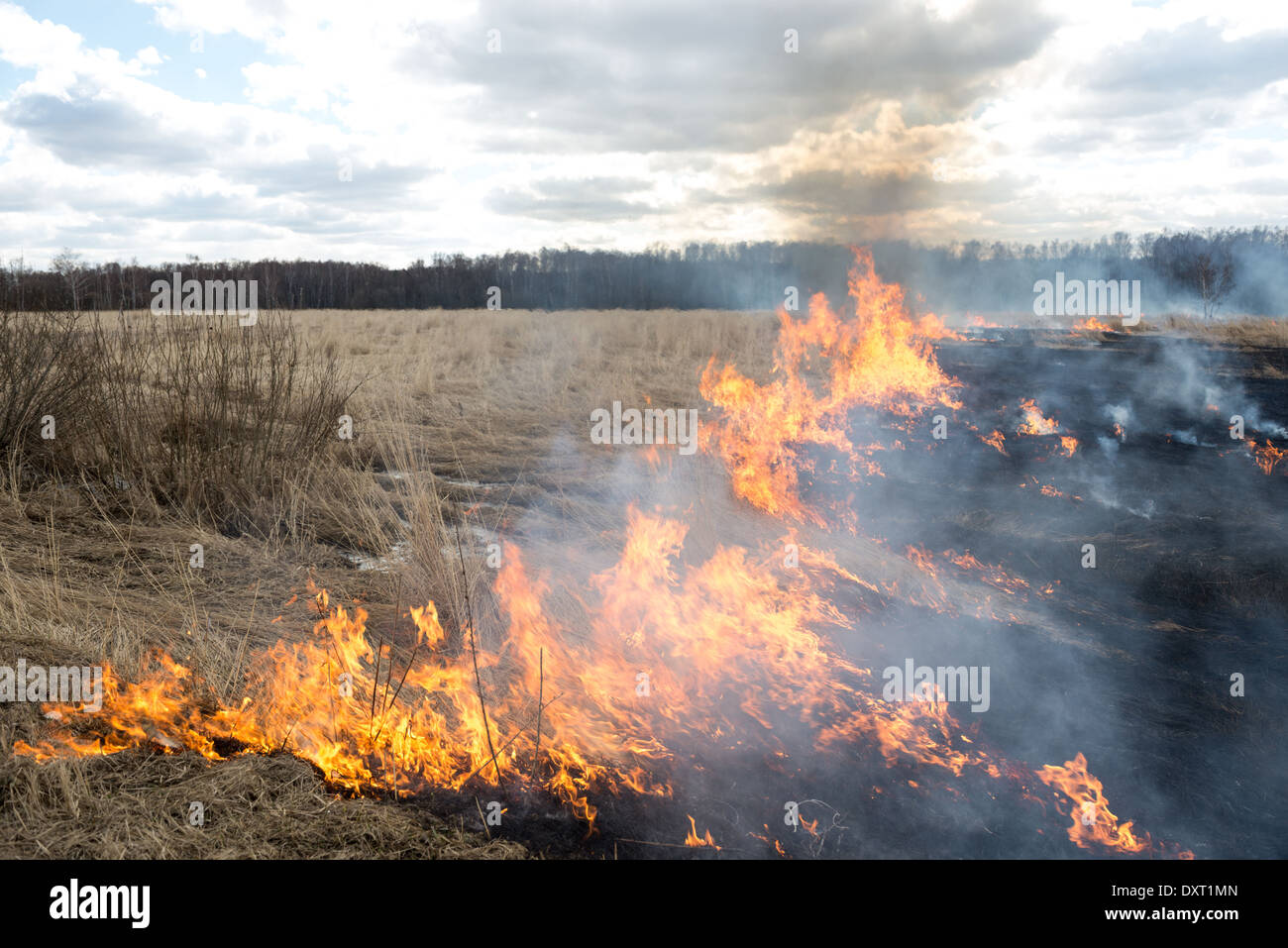 Burning tree forest fire hi-res stock photography and images - Alamy