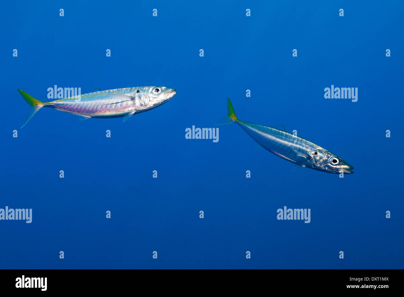 Pacific Jack Mackerels, Trachurus symmetricus, Guadalupe Island, Mexico ...