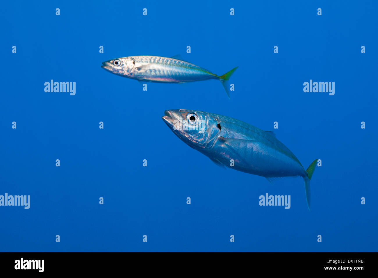 Pacific Jack Mackerels, Trachurus symmetricus, Guadalupe Island, Mexico ...