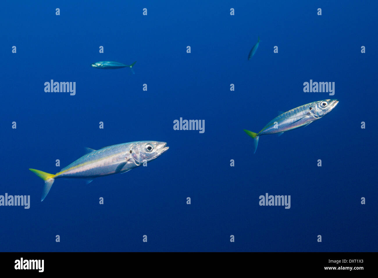 Pacific Jack Mackerels, Trachurus symmetricus, Guadalupe Island, Mexico ...