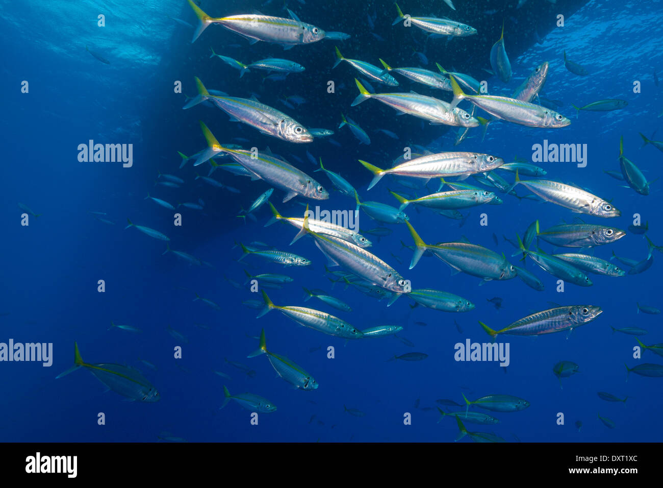 Trachurus Fish High Resolution Stock Photography and Images - Alamy