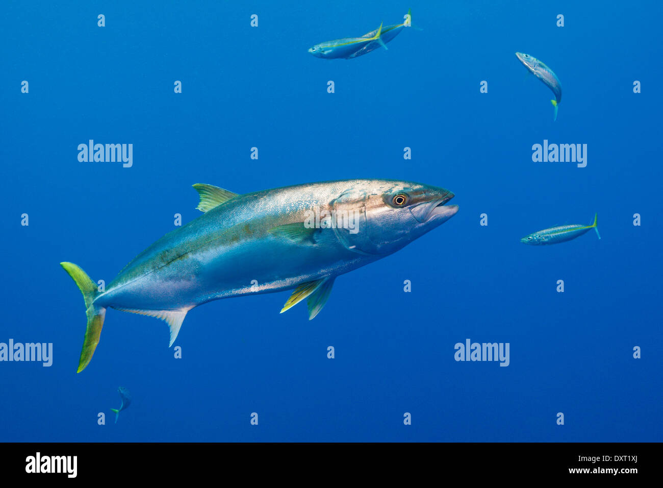 Yellowtail Jack Fish