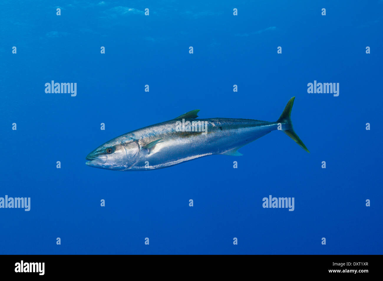 Yellowtail Jack