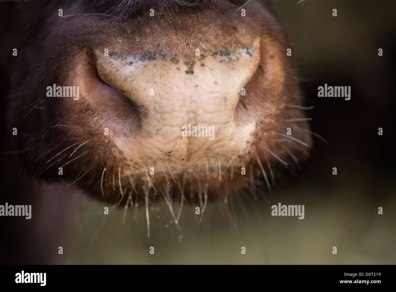 Bull nose hi-res stock photography and images - Alamy