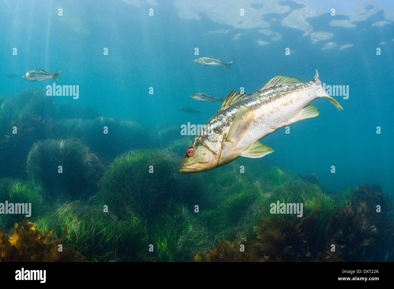 Kelp hi-res stock photography and images - Alamy