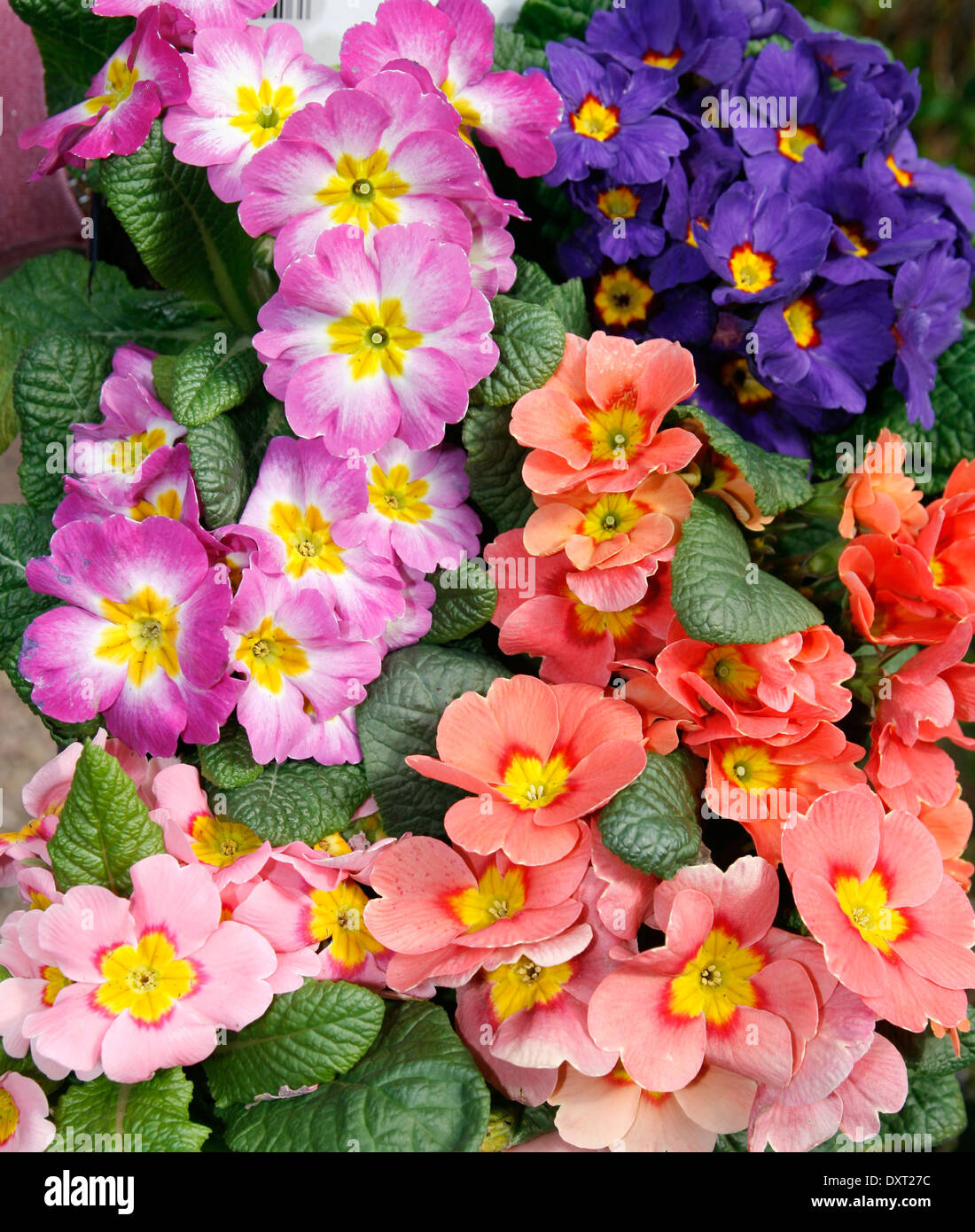 Primula plants hi-res stock photography and images - Alamy